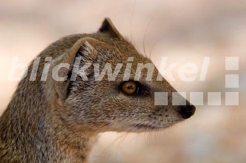 blickwinkel - Fuchsmanguste, Fuchs-Manguste (Cynictis penicillata ...