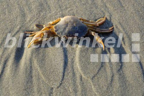 blickwinkel - Angespuelter Krebs am Strand, Niederlande, Ameland - a ...