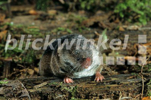 blickwinkel - Waldspitzmaus, Wald-Spitzmaus (Sorex araneus), auf ...