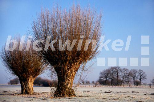 blickwinkel - Korb-Weide, Korbweide (Salix viminalis), Kopfweiden im ...