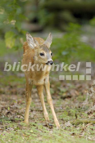 blickwinkel - Europaeisches Reh (Capreolus capreolus), Rehkitz ...