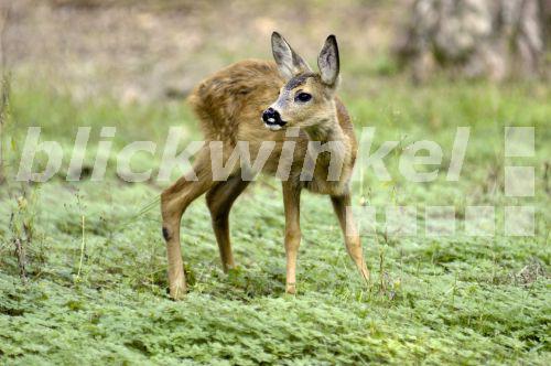 blickwinkel - Europaeisches Reh (Capreolus capreolus), Rehkitz ...
