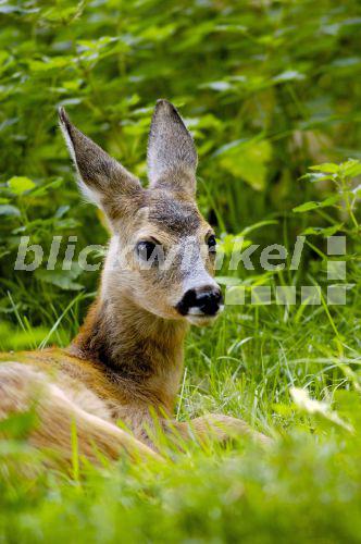 blickwinkel - Europaeisches Reh (Capreolus capreolus), Rehkitz, liegend ...