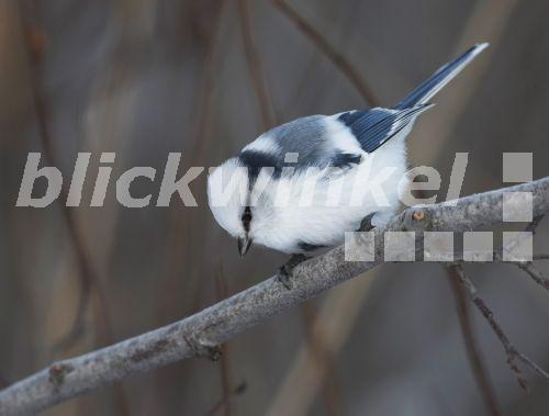 blickwinkel - Lasurmeise, Lasur-Meise (Parus cyanus), Finnland - azure ...