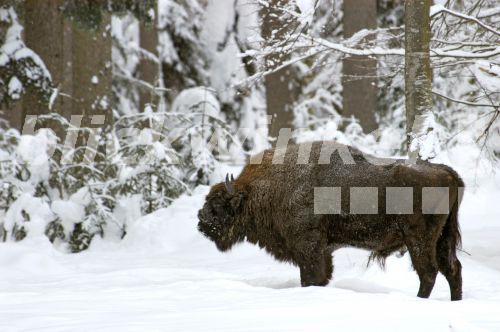 blickwinkel - Wisent (Bison bonasus), Bulle im Schnee - European bison ...