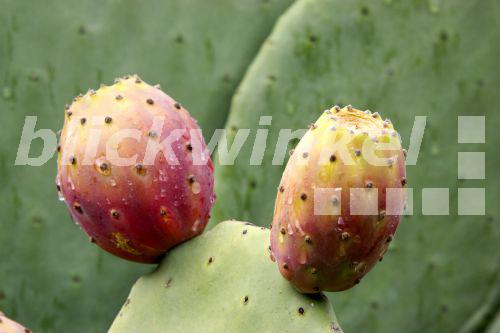 blickwinkel - Kaktusfeige, Feigen-Kaktus, Feigenkaktus (Opuntia ficus ...