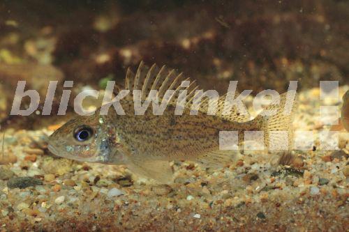 blickwinkel - Donau-Kaulbarsch, Donaukaulbarsch (Gymnocephalus baloni ...