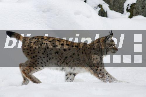 blickwinkel - Eurasischer Luchs, Europaeischer Luchs (Lynx lynx ...