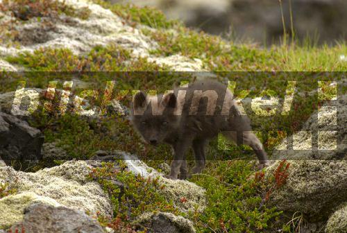 blickwinkel - Eisfuchs, Polarfuchs, Weissfuchs, Blaufuchs (Alopex ...