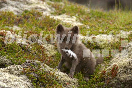 blickwinkel - Eisfuchs, Polarfuchs, Weissfuchs, Blaufuchs (Alopex ...