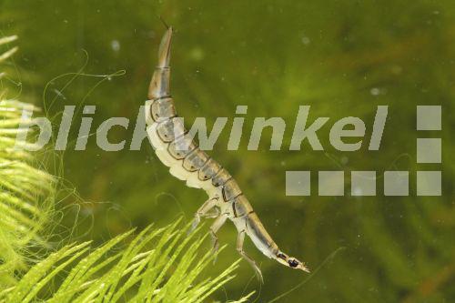 blickwinkel - Gemeiner Furchenschwimmer (Acilius sulcatus), Larve auf ...