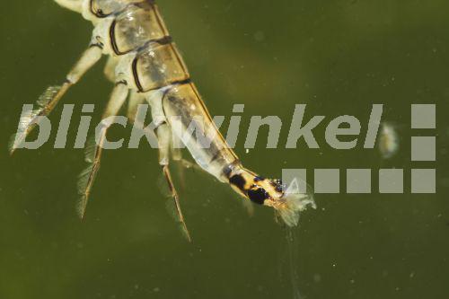 blickwinkel - Gemeiner Furchenschwimmer (Acilius sulcatus), Larve ...