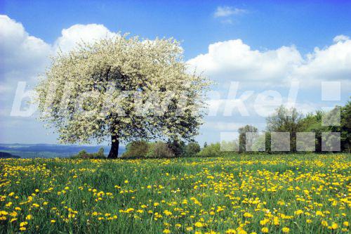 blickwinkel - Suess-Kirsche, Suesskirsche, Kirschbaum, Kirsch-Baum ...