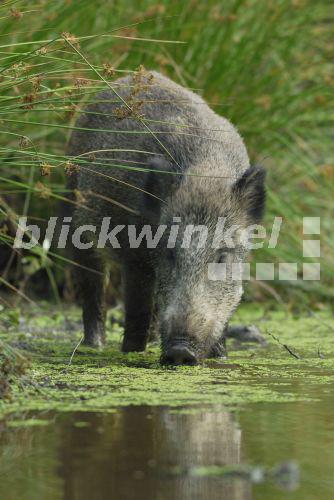 blickwinkel - Wildschwein, Wild-Schwein (Sus scrofa), Schwarzwild im ...