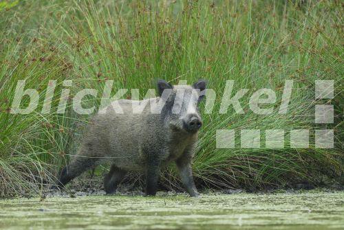 blickwinkel - Wildschwein, Wild-Schwein (Sus scrofa), Schwarzwild im ...