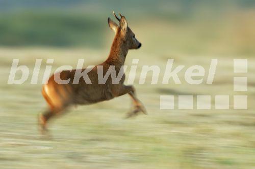 blickwinkel - Europaeisches Reh (Capreolus capreolus), Bock springend ...