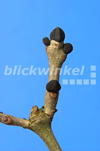 blickwinkel - Gemeine Esche, Gewoehnliche Esche (Fraxinus excelsior ...