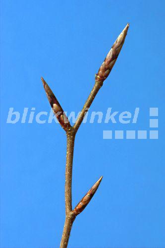 blickwinkel - Rotbuche, Rot-Buche, Buche (Fagus sylvatica), Knospen im ...