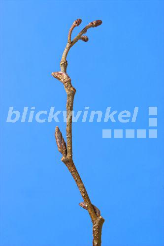 blickwinkel - Schwarzerle, Schwarze Erle, Schwarz-Erle (Alnus glutinosa ...