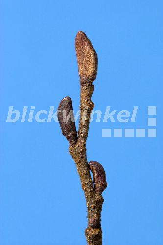 blickwinkel - Schwarzerle, Schwarze Erle, Schwarz-Erle (Alnus glutinosa ...