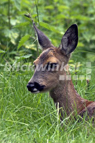 blickwinkel - Europaeisches Reh (Capreolus capreolus), Weibchen, Ricke ...