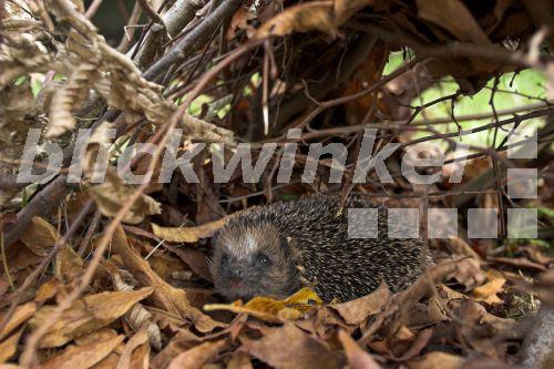 blickwinkel - Europaeischer Igel, Westeuropaeischer Igel, Westigel ...