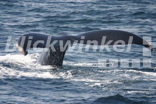 blickwinkel - Buckelwal, Buckel-Wal (Megaptera novaeangliae), Fluke ...