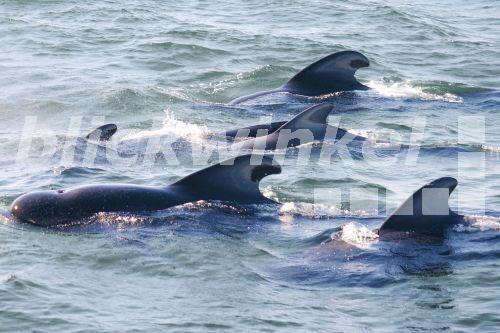 blickwinkel - Indischer Grindelwal (Globicephala macrorhynchus), Gruppe ...