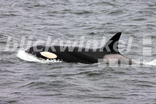 blickwinkel - Schwertwal, Killerwal, Orca (Orcinus orca), mit hoher ...