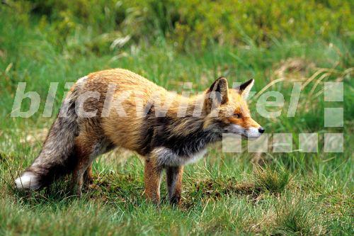 blickwinkel - Rotfuchs, Rot-Fuchs (Vulpes vulpes), spitzt die Ohren ...