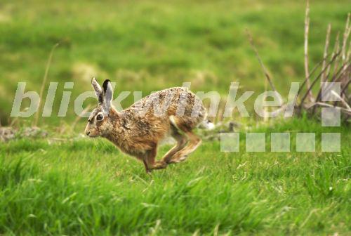 blickwinkel - Europaeischer Hase, Europaeischer Feldhase (Lepus ...