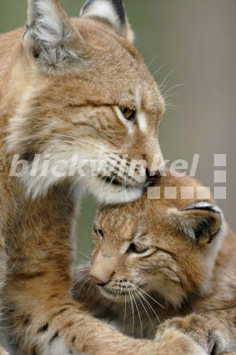 blickwinkel - Eurasischer Luchs, Europaeischer Luchs (Lynx lynx ...