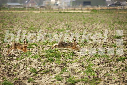 blickwinkel - Europaeischer Hase, Europaeischer Feldhase (Lepus ...