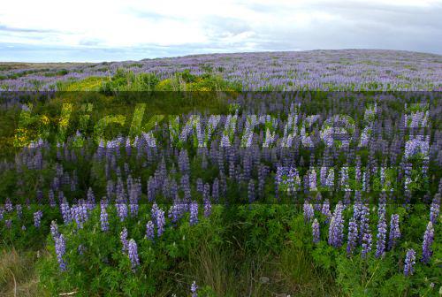 blickwinkel - Alaska-Lupine, Alaskalupine (Lupinus nootkatensis), sehr ...