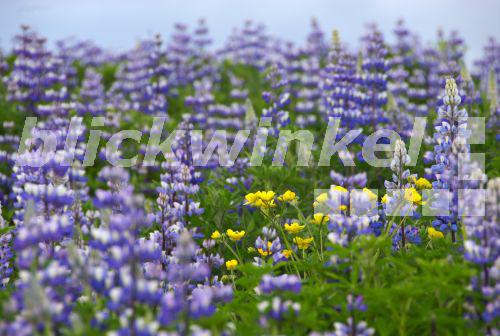 blickwinkel - Alaska-Lupine, Alaskalupine (Lupinus nootkatensis), sehr ...