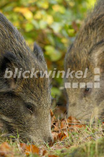 blickwinkel - Wildschwein, Wild-Schwein (Sus scrofa), Schwarzwild im ...