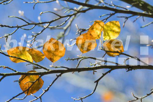 blickwinkel - Rotbuche, Rot-Buche, Buche (Fagus sylvatica), Blaetter im ...