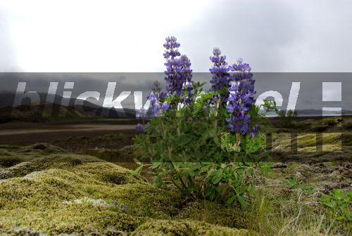 blickwinkel - Alaska-Lupine, Alaskalupine (Lupinus nootkatensis), vor ...