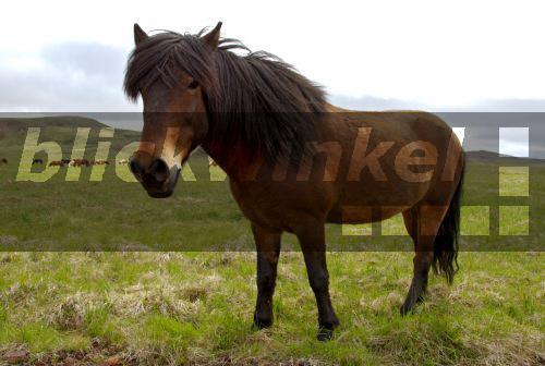 blickwinkel - Islandpferd, Islandpony, Islaender (Equus przewalskii f ...