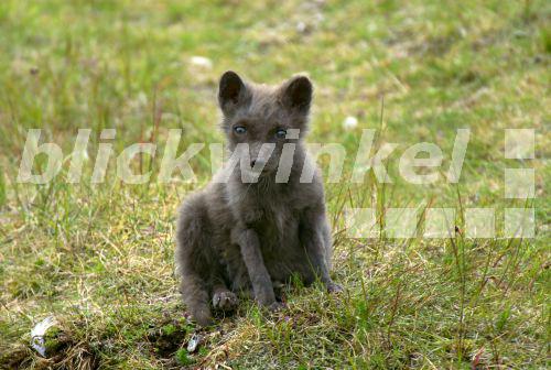 blickwinkel - Eisfuchs, Polarfuchs, Weissfuchs, Blaufuchs (Alopex ...