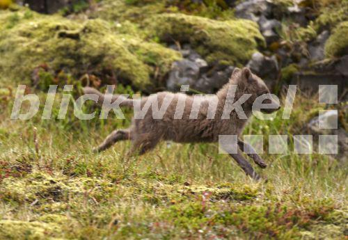 blickwinkel - Eisfuchs, Polarfuchs, Weissfuchs, Blaufuchs (Alopex ...