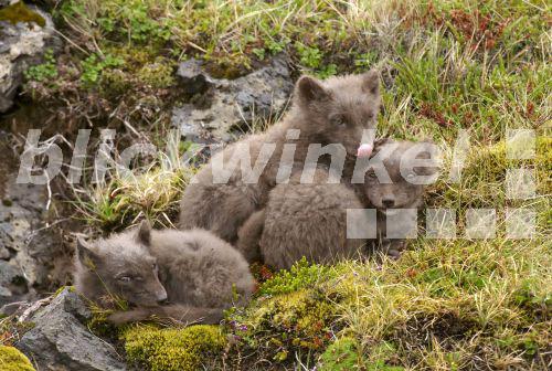 blickwinkel - Eisfuchs, Polarfuchs, Weissfuchs, Blaufuchs (Alopex ...