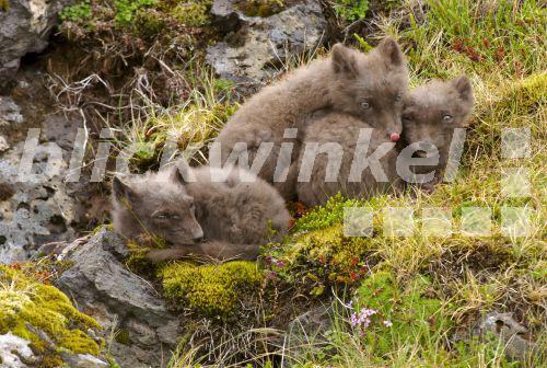 blickwinkel - Eisfuchs, Polarfuchs, Weissfuchs, Blaufuchs (Alopex ...