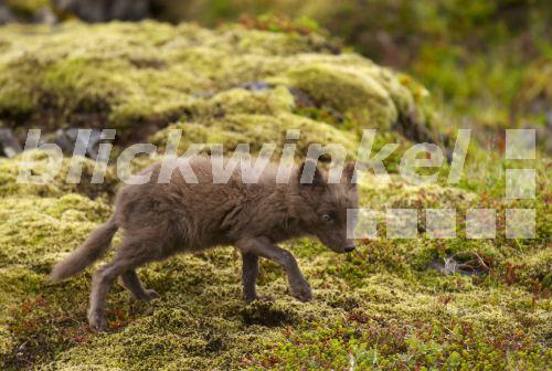 blickwinkel - Eisfuchs, Eis-Fuchs, Polarfuchs, Polar-Fuchs, Weissfuchs ...
