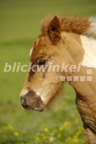 blickwinkel - Islandpferd, Islandpony, Islaender (Equus przewalskii f ...