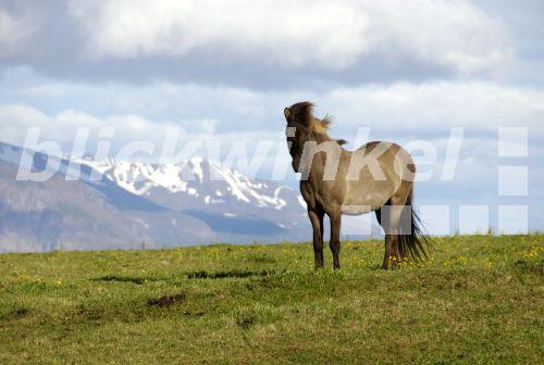 blickwinkel - Islandpferd, Islandpony, Islaender (Equus przewalskii f ...