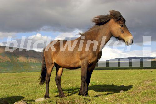 blickwinkel - Islandpferd, Islandpony, Islaender (Equus przewalskii f ...