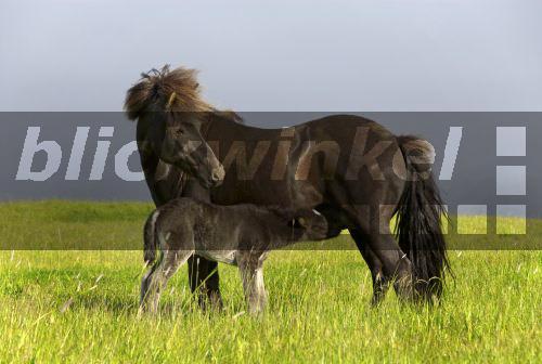 blickwinkel - Islandpferd, Islandpony, Islaender (Equus przewalskii f ...