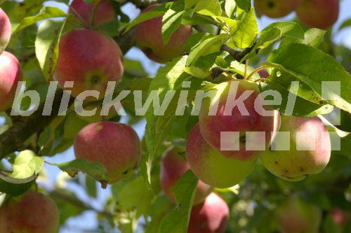 blickwinkel - Apfelbaum, Kultur-Apfel (Malus domestica), rote Aepfel am ...