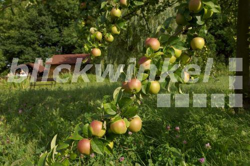 blickwinkel - Apfelbaum, Kultur-Apfel (Malus domestica), Aepfel am Baum ...